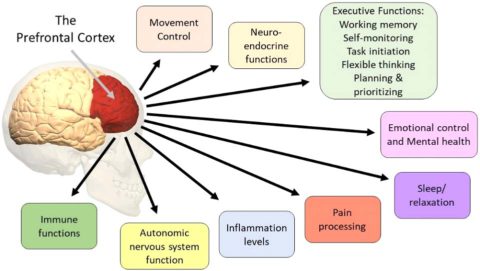 Chiropractic Care on PFC Function - New Zealand College of Chiropractic